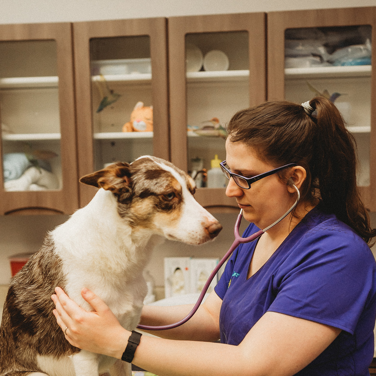 Annual Pet Wellness Exams | UrbanPawz Animal Clinic