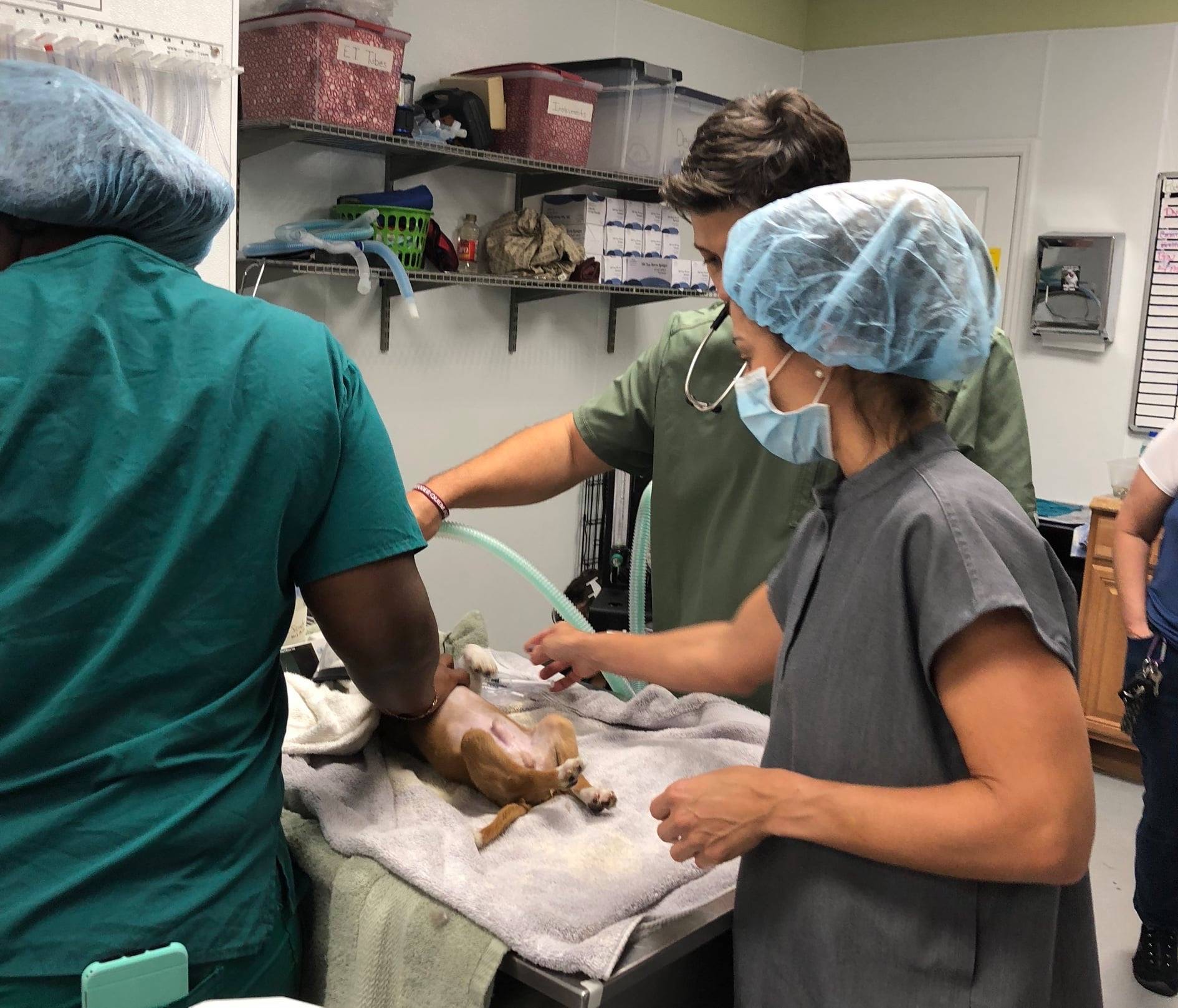 Pet Surgery - Urban Pawz Animal Clinic