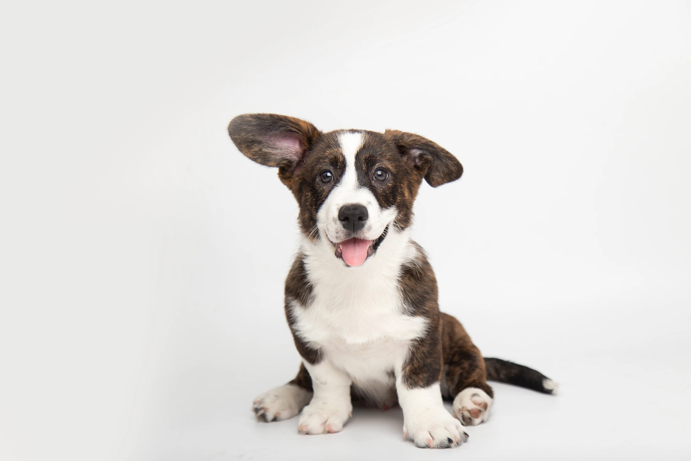 Puppy Stages Explained: Behavior & Training by Age